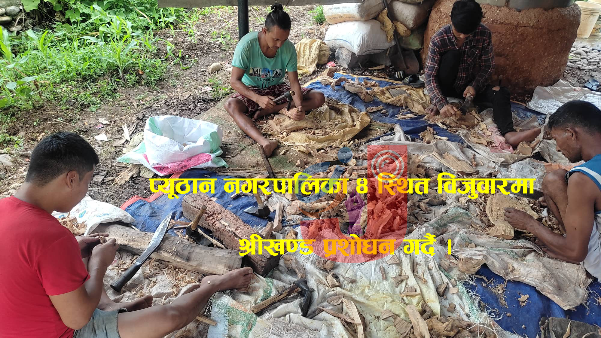 प्यूठानबाट २१ हजार किलो श्रीखण्ड निकासी — jhulenipost.com